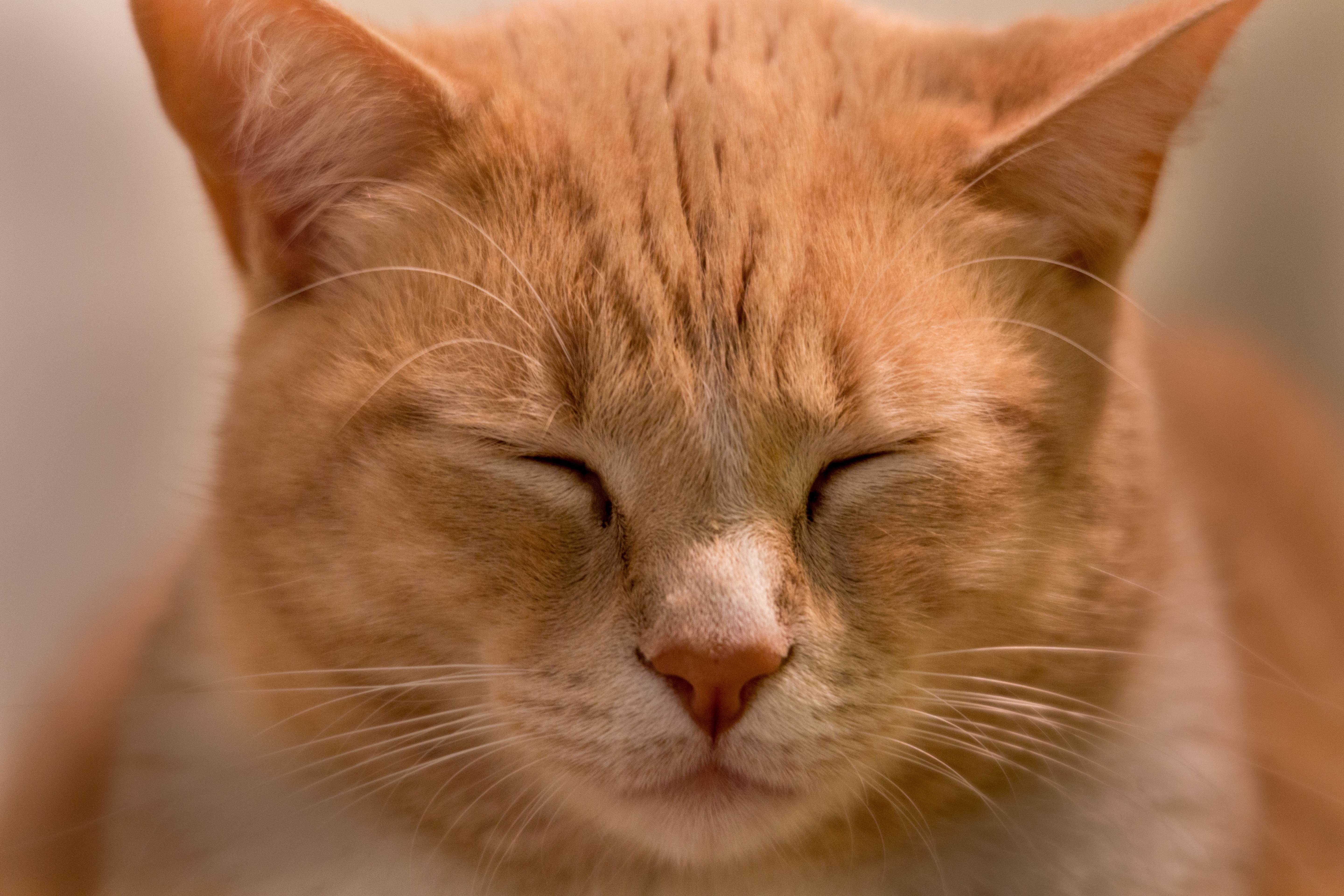 SLEEP TECH: a Blue Ocean for Business? – addlight journal English